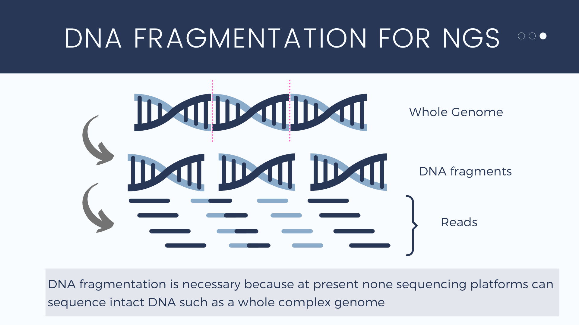 How To Break Up DNA For NGS Library Prep GoldBio